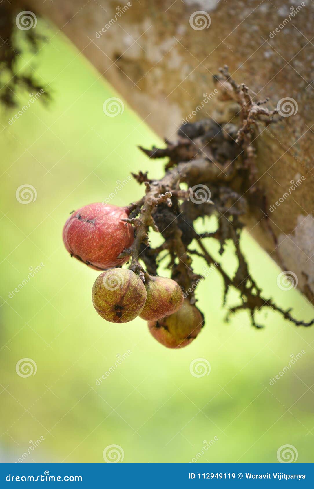 Common Fig Fruit - Wild Figs Stock Image - Image of leaf, lifestyle ...