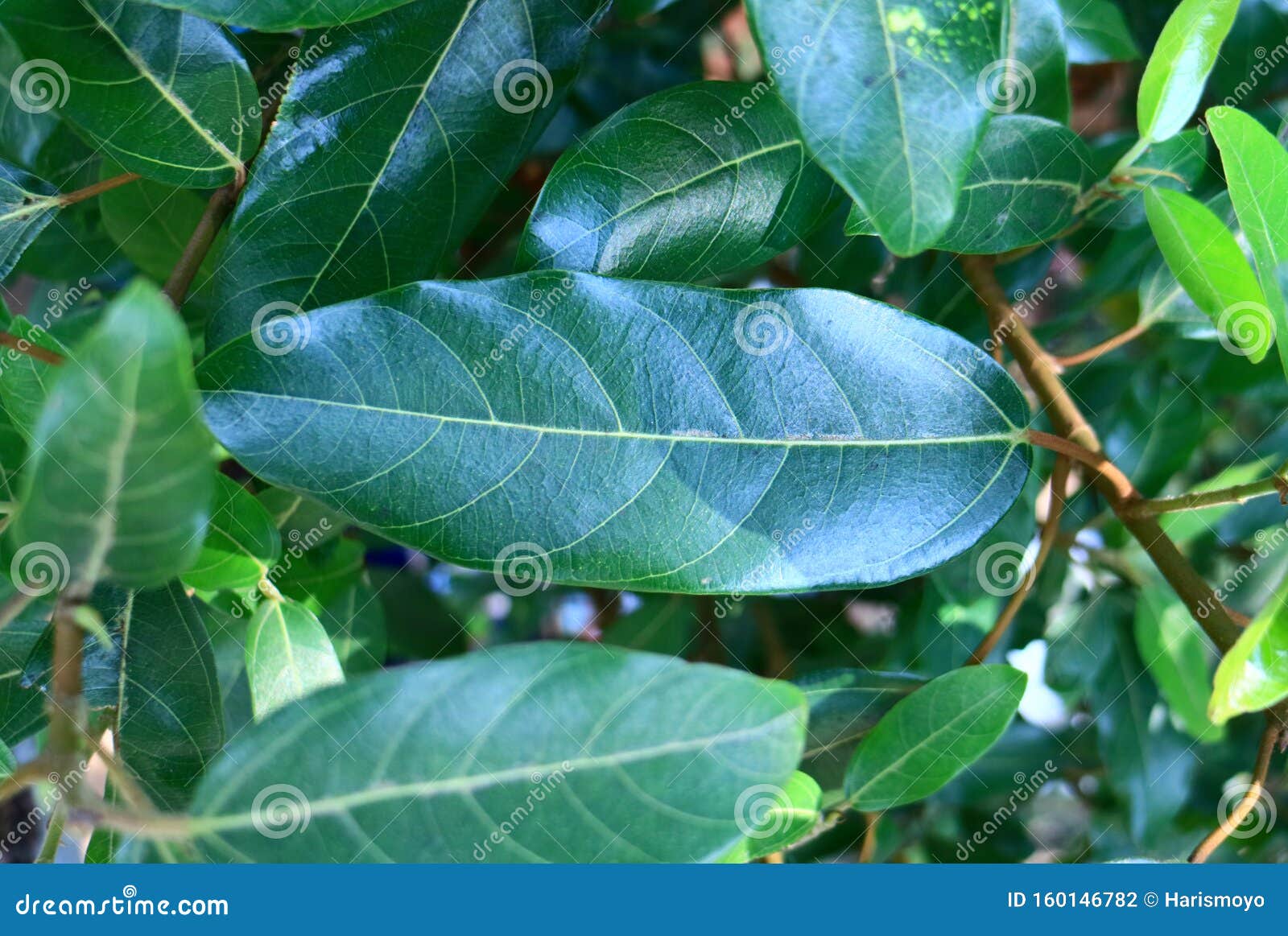 Goolar Stock Photography | CartoonDealer.com #48548576