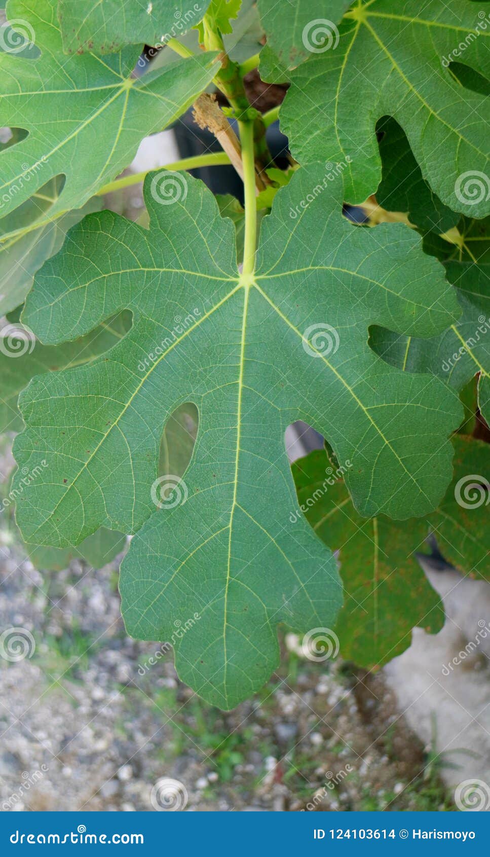 Common fig tree stock photo. Image of healthy, plant - 124103614