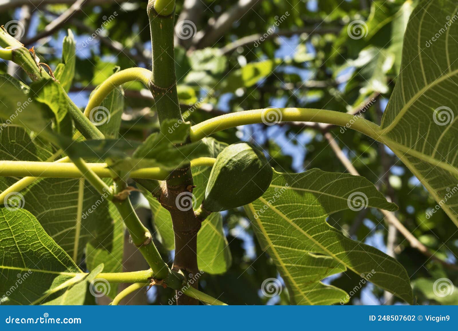 Common fig on tree stock photo. Image of cultivation - 248507602