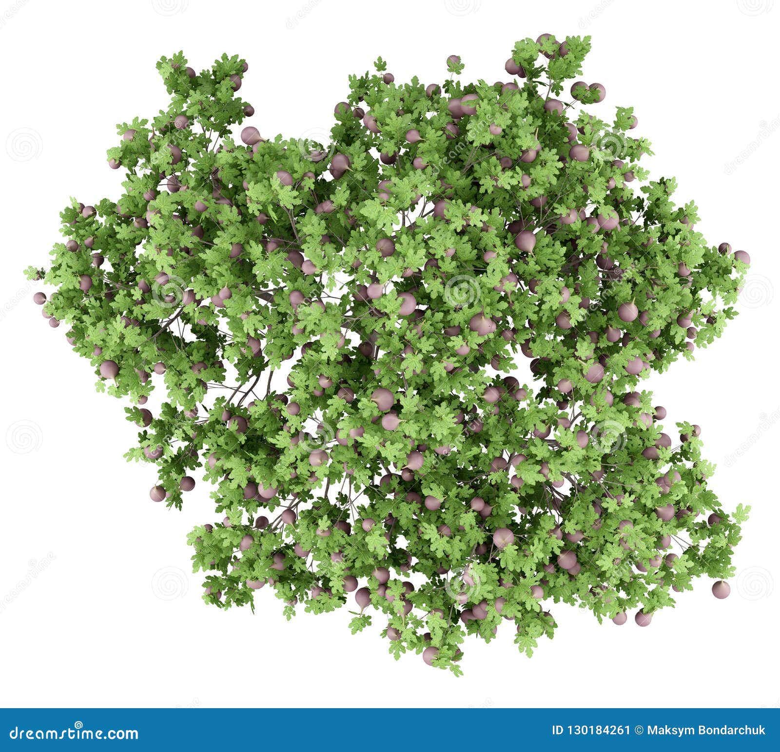 Common Fig Tree with Figs Isolated on White. Top View Stock ...