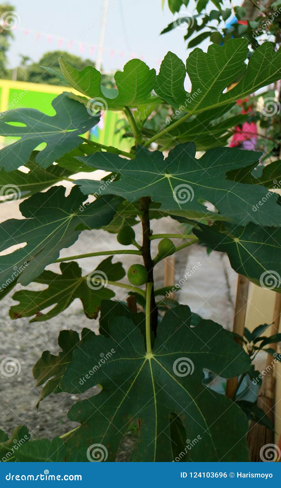 Common fig tree stock photo. Image of summer, beautiful - 124103696