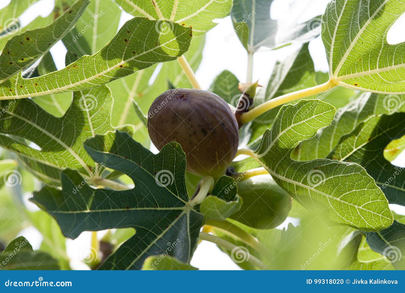 Common Fig Tree for Harvest Stock Photo - Image of diet, figs: 99318020