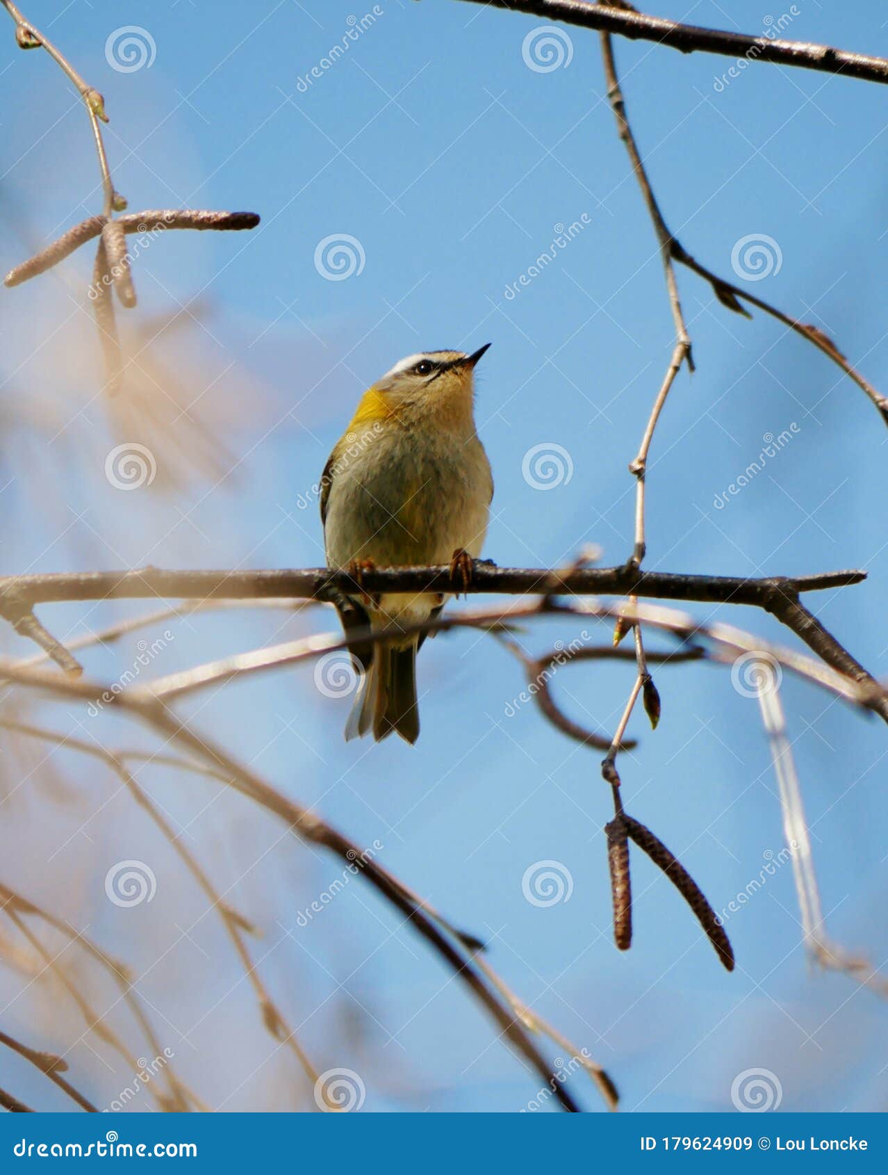Portrait of a Common Firecrest Stock Image - Image of perched, branch ...