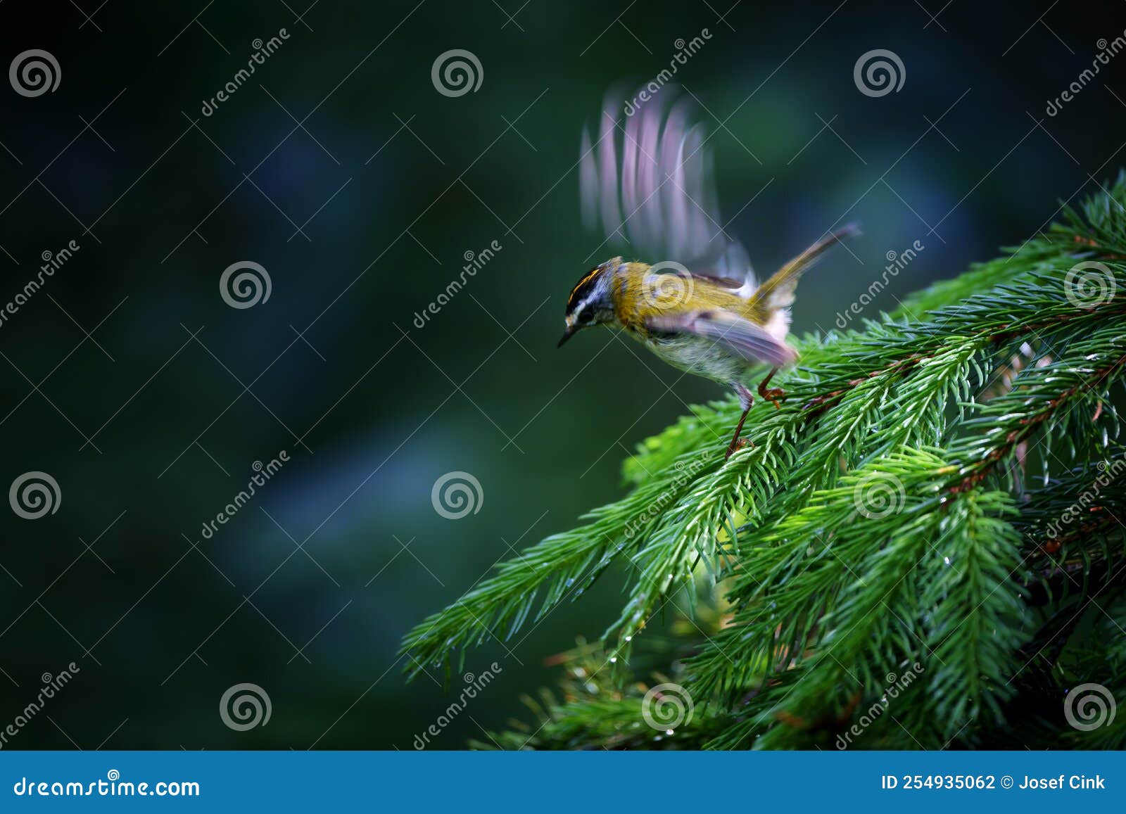 The Common Firecrest Also Known As the Firecrest Stock Photo - Image of ...