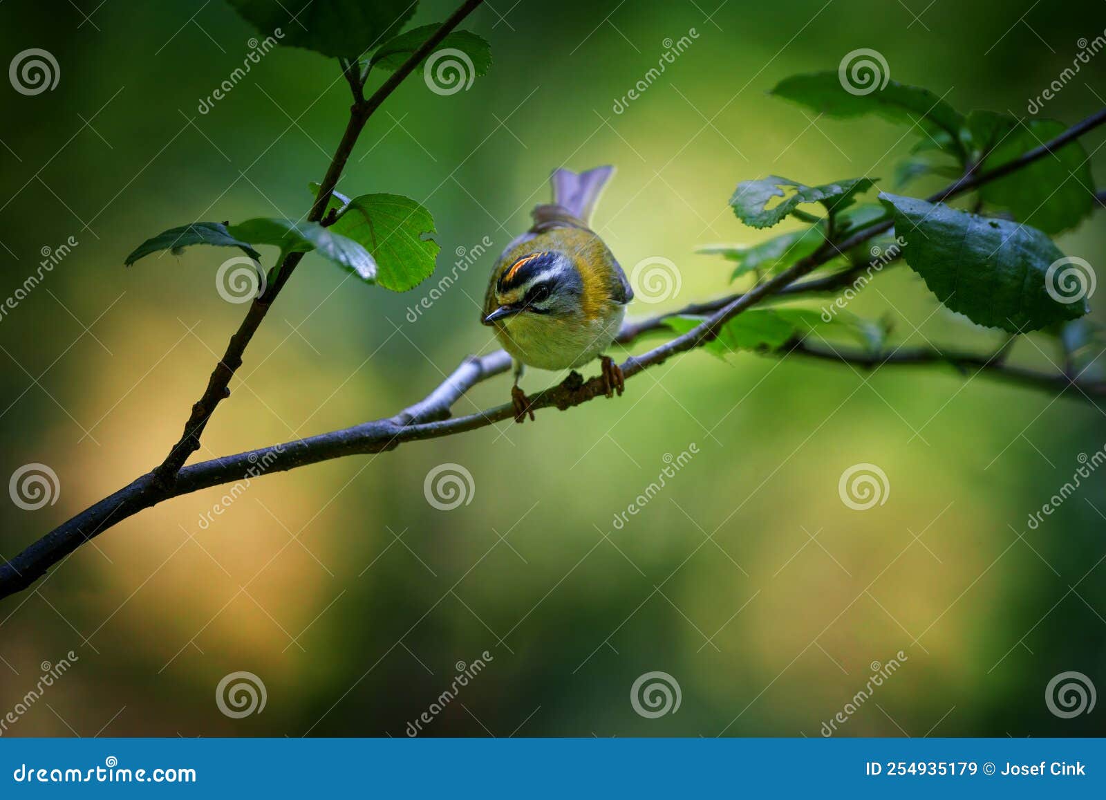 The Common Firecrest Also Known As the Firecrest Stock Image - Image of ...