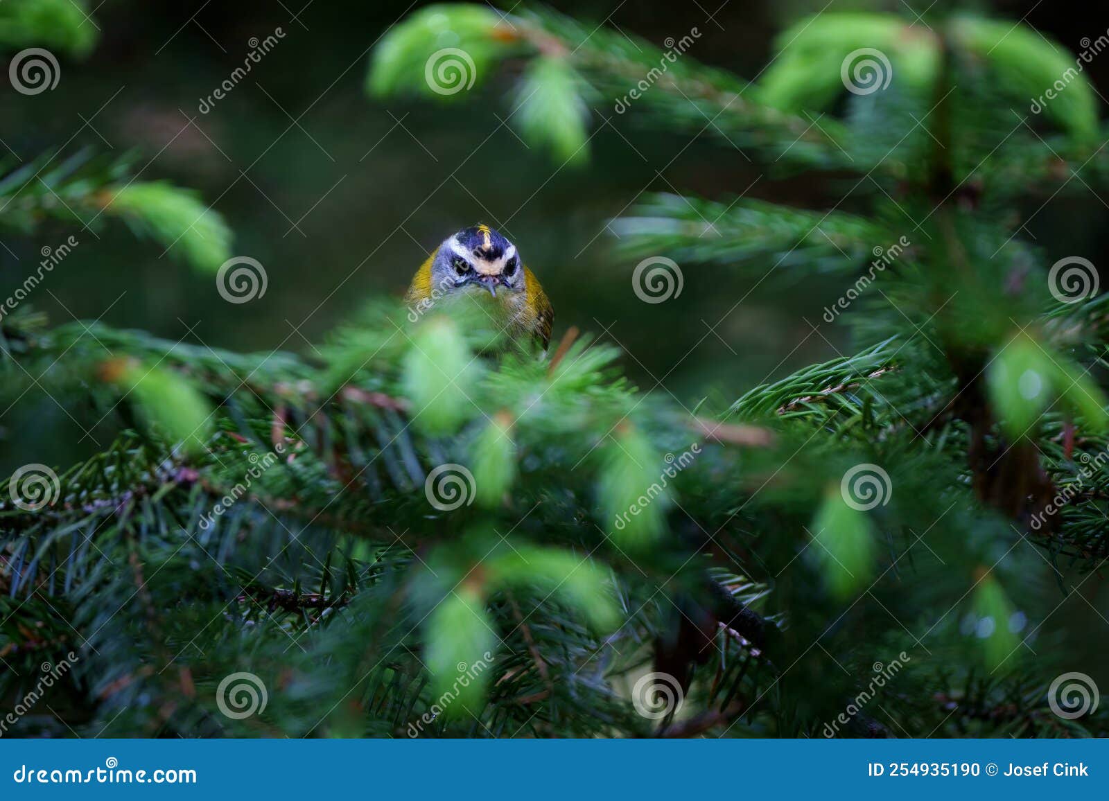 The Common Firecrest Also Known As the Firecrest Stock Photo - Image of ...