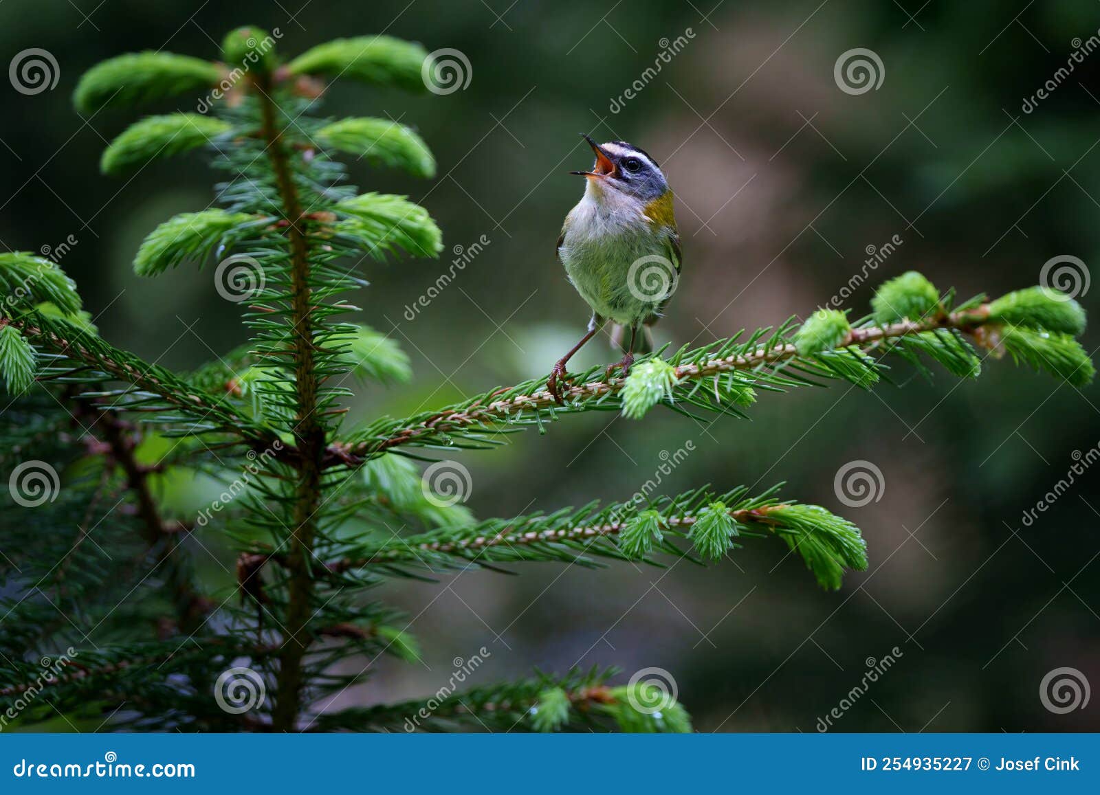 The Common Firecrest Also Known As the Firecrest Stock Image - Image of ...
