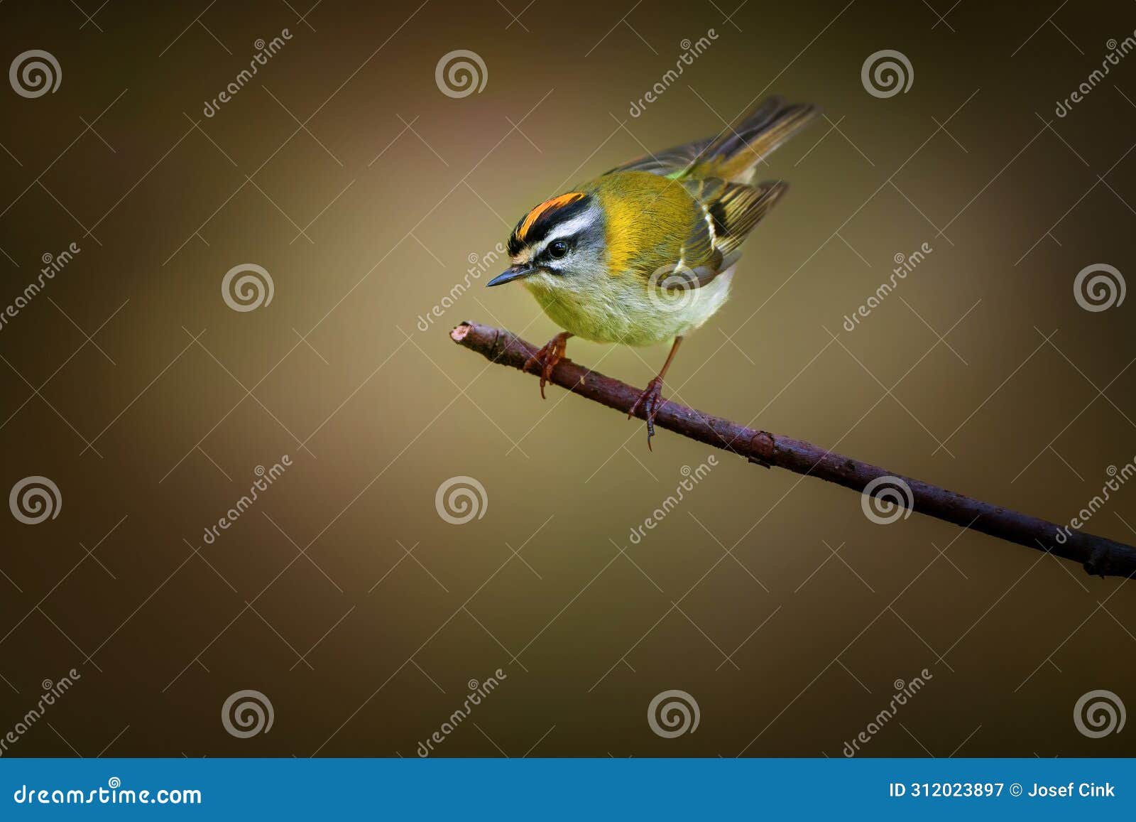 The Common Firecrest Also Known As the Firecrest Stock Image - Image of ...
