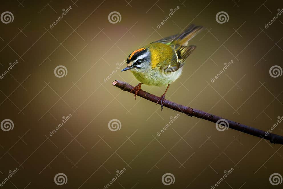 The Common Firecrest Also Known As the Firecrest Stock Image - Image of ...