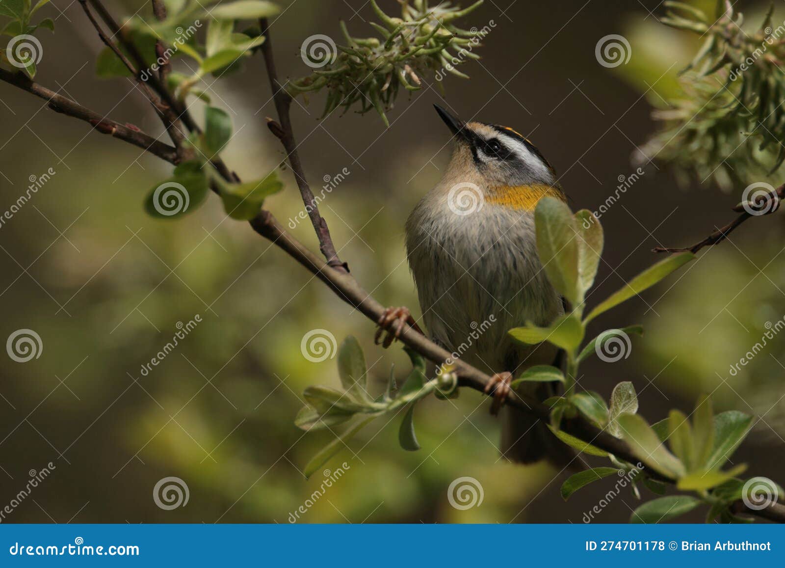 Common Firecrest Bird on Branch Stock Photo - Image of regulus, outside ...