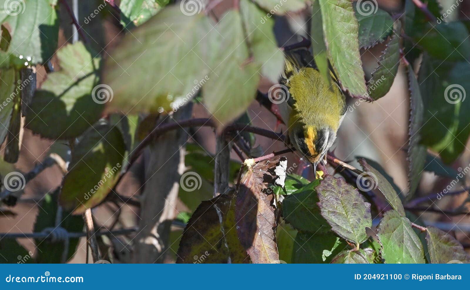 Common Firecrest, Bird Perched among the Branches of Brambles in the ...