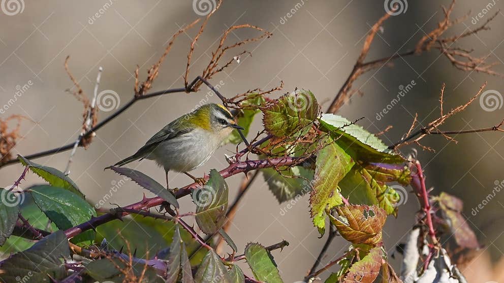 Common Firecrest, Bird Perched among the Branches of Brambles in the ...