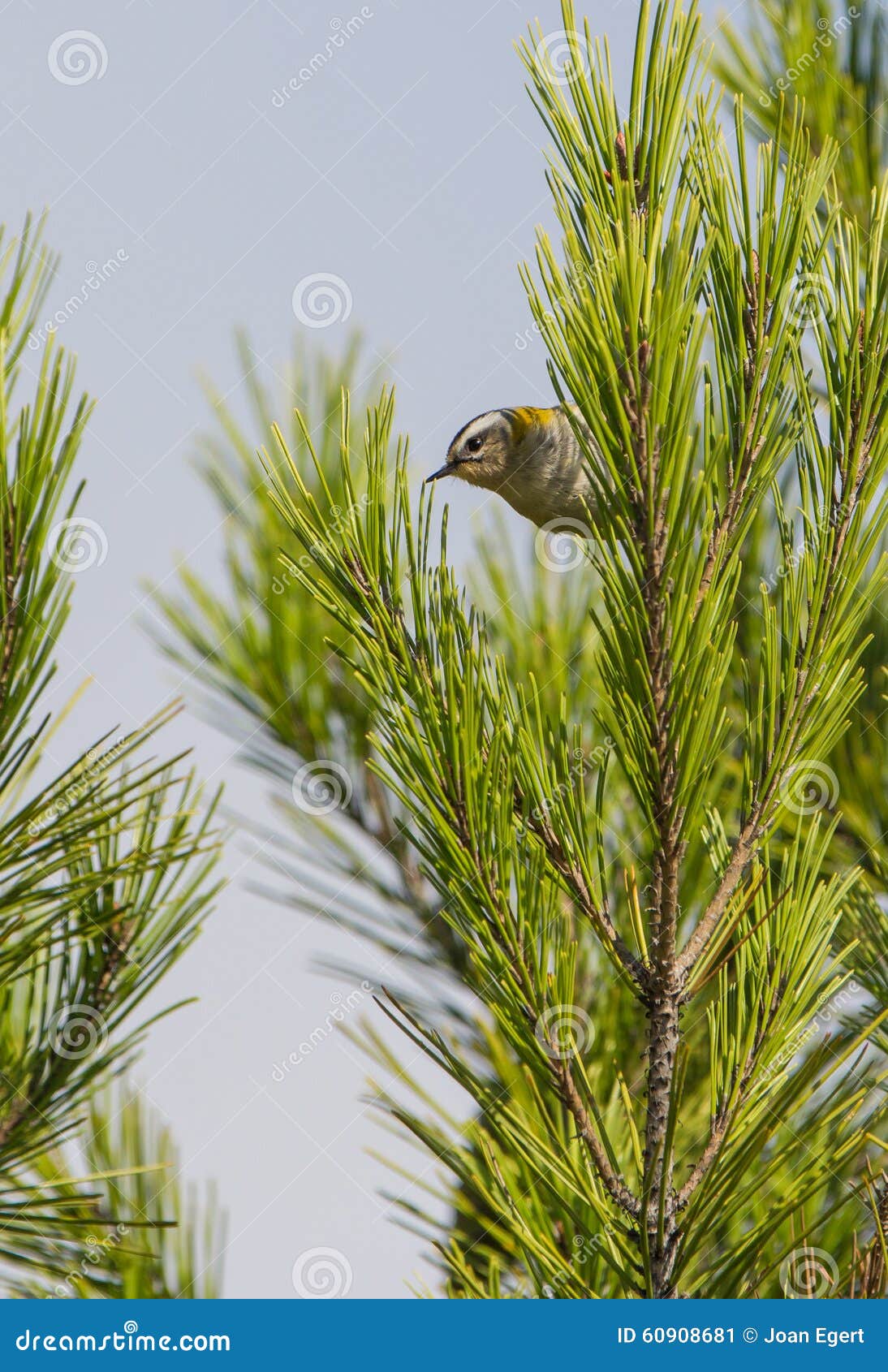 Common Firecrest Bird On Pine-tree Royalty-Free Stock Photography ...
