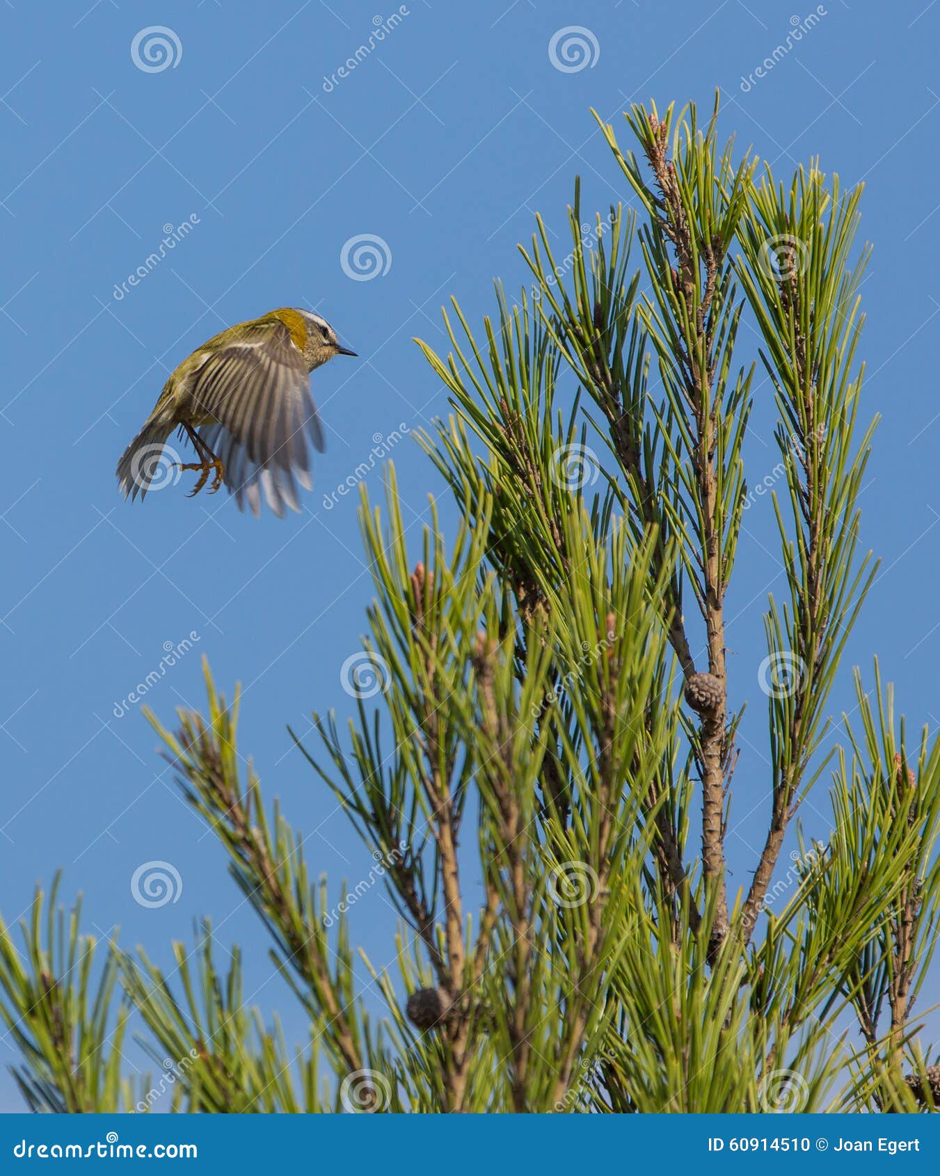 Common Firecrest in flight stock photo. Image of colorful - 60914510