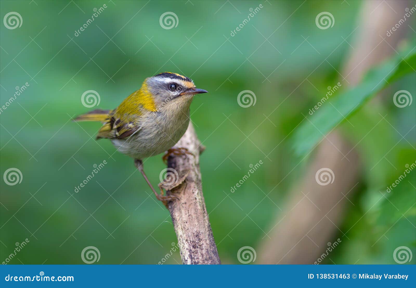 Common Firecrest Perched at Some Dry Perch Stock Image - Image of nice ...