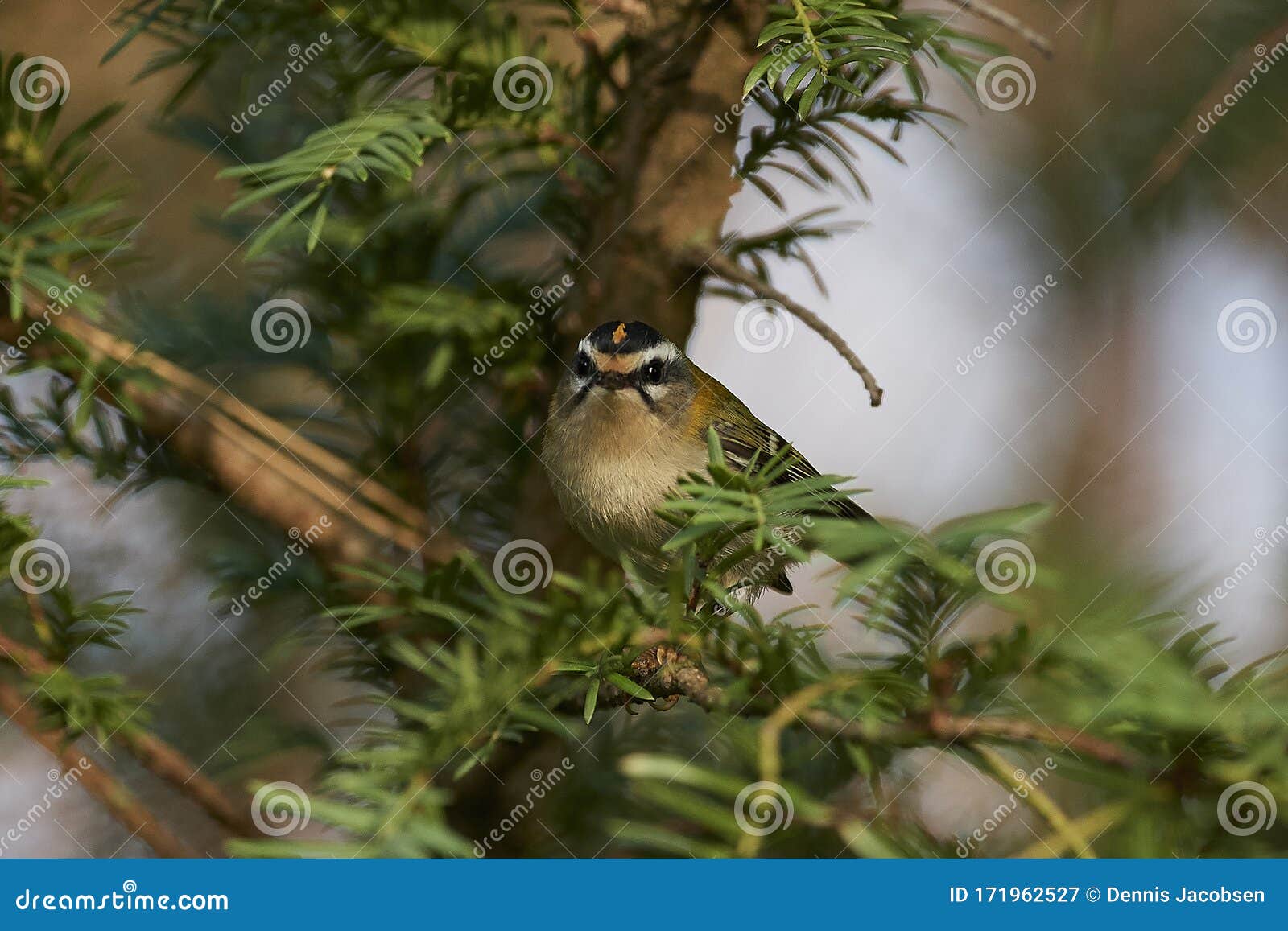 Common Firecrest Regulus Ignicapilla Stock Image - Image of common ...