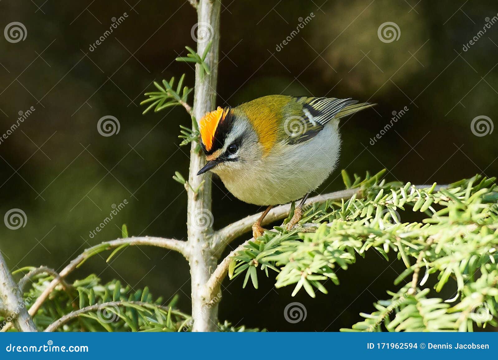 Common Firecrest Bird On Pine-tree Royalty-Free Stock Photography ...