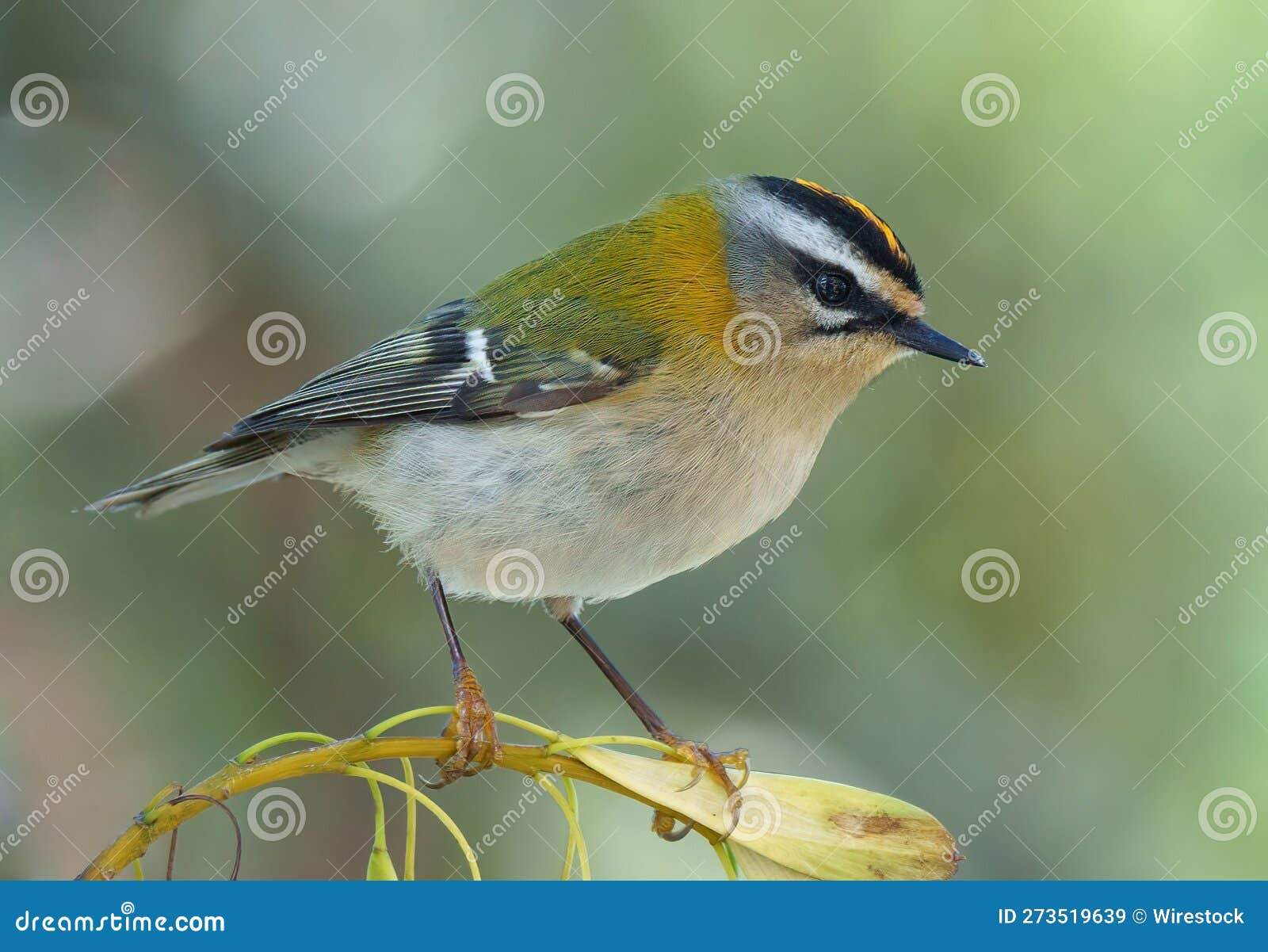 Common Firecrest Perched on a Twig. Regulus Ignicapilla Stock Image ...