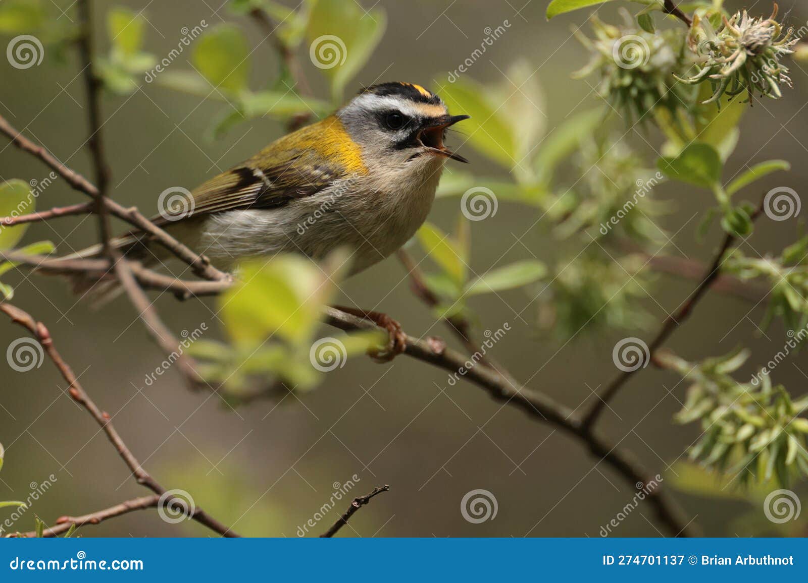 Common Firecrest Bird Singing Stock Image - Image of bird, common ...
