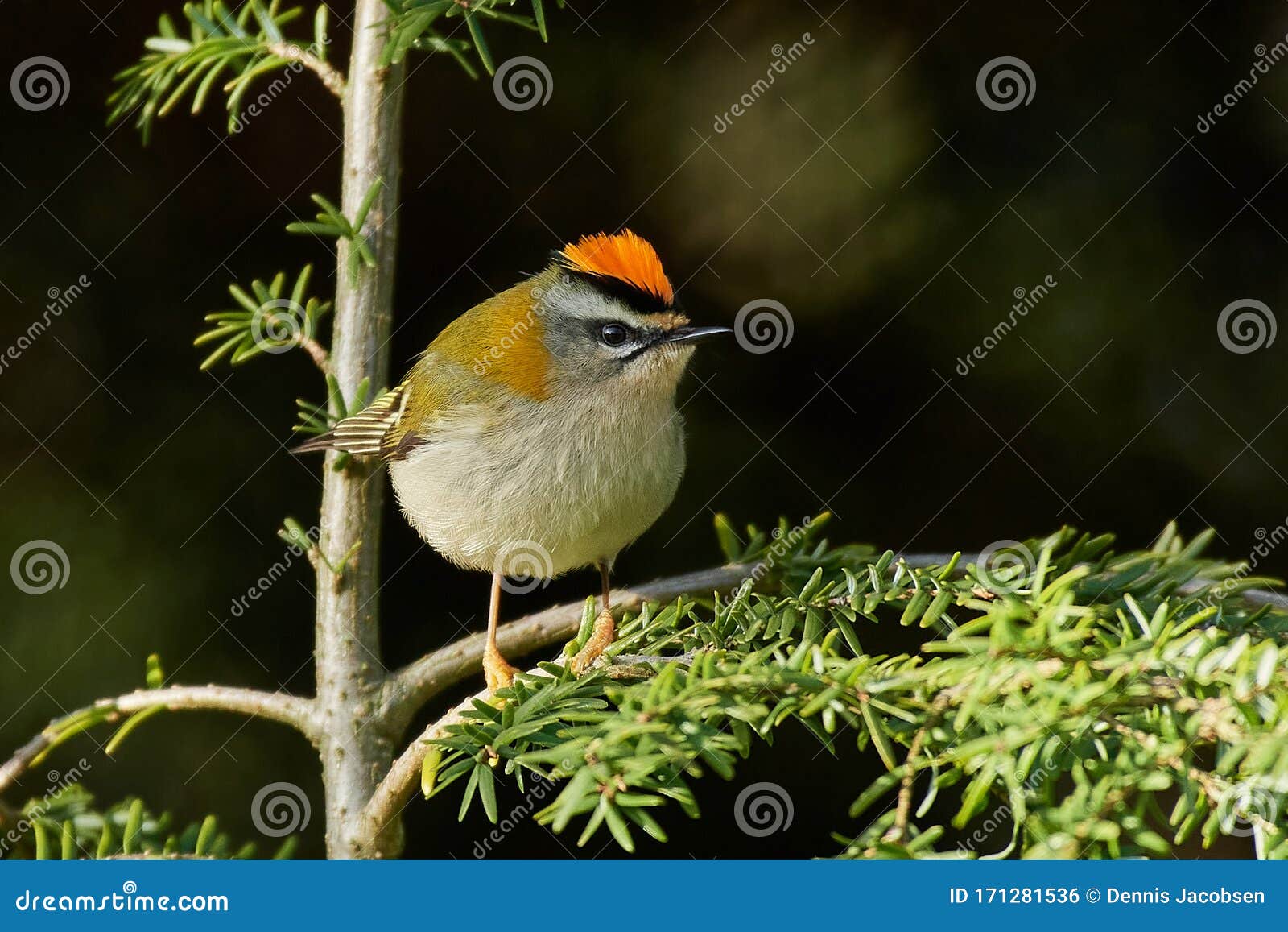 Common Firecrest Regulus Ignicapilla Stock Photo - Image of firecrest ...