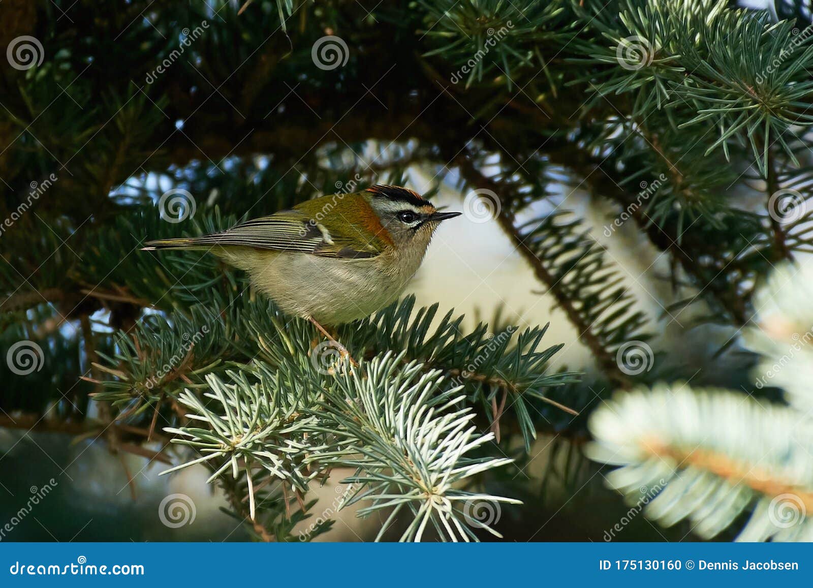 Common Firecrest Regulus Ignicapilla Stock Photo - Image of natural ...