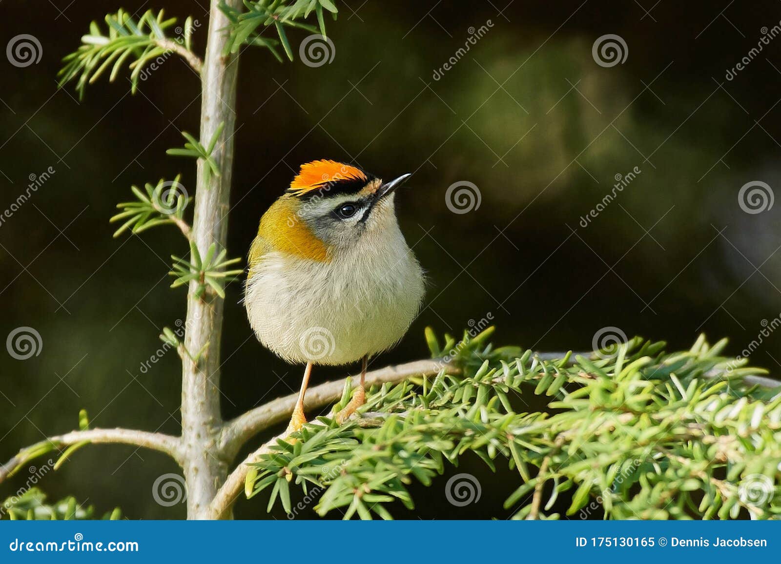 Common Firecrest Regulus Ignicapilla Stock Image - Image of regulus ...