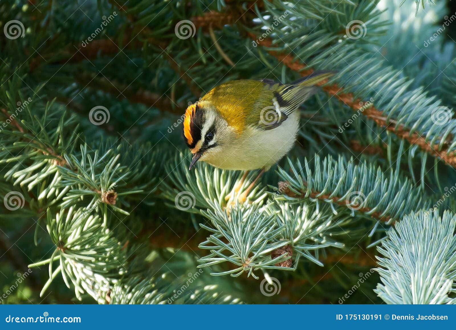 Common Firecrest Regulus Ignicapilla Stock Image - Image of wild ...