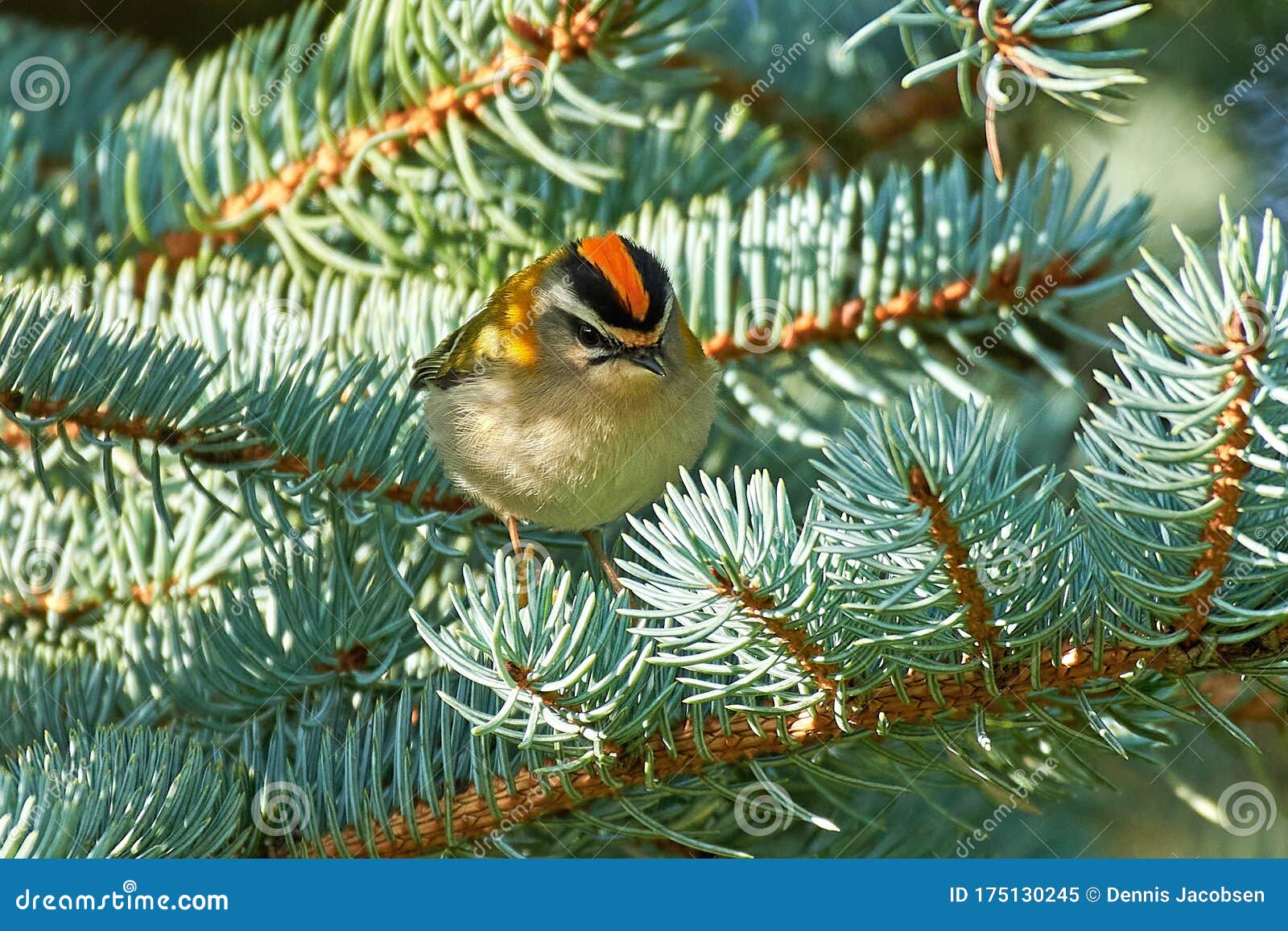 Common Firecrest Regulus Ignicapilla Stock Image - Image of animal ...