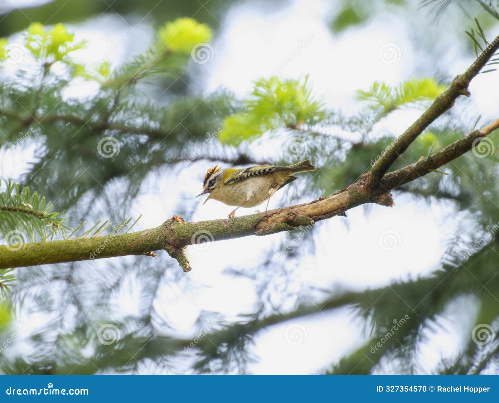 Common Firecrest In The Forest. Regulus Ignicapilla, Common Firecrest ...