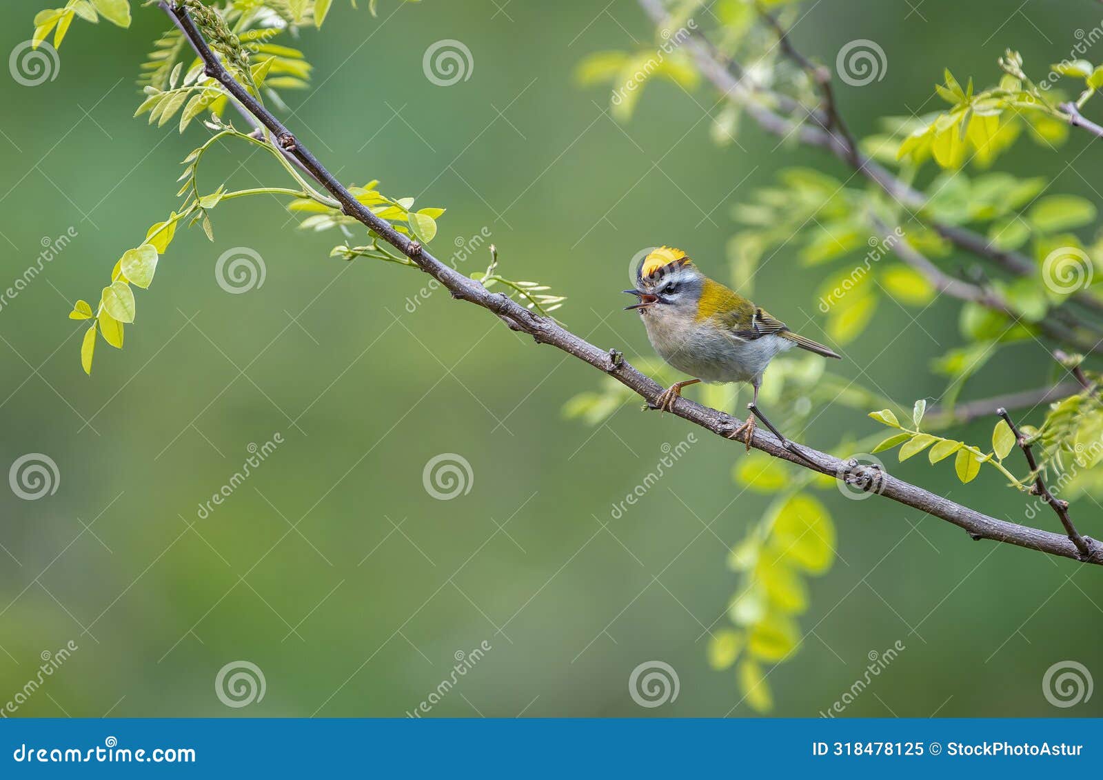 Common Firecrest Singing on a Branch Stock Image - Image of passerine ...