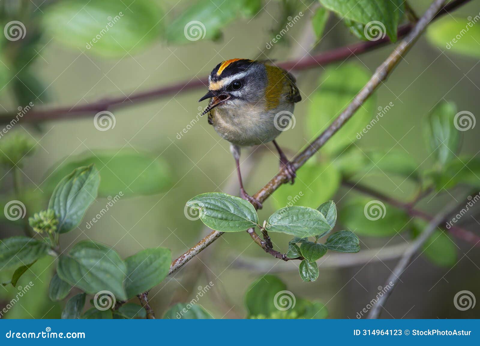Common Firecrest Singing on a Branch Stock Image - Image of spring ...