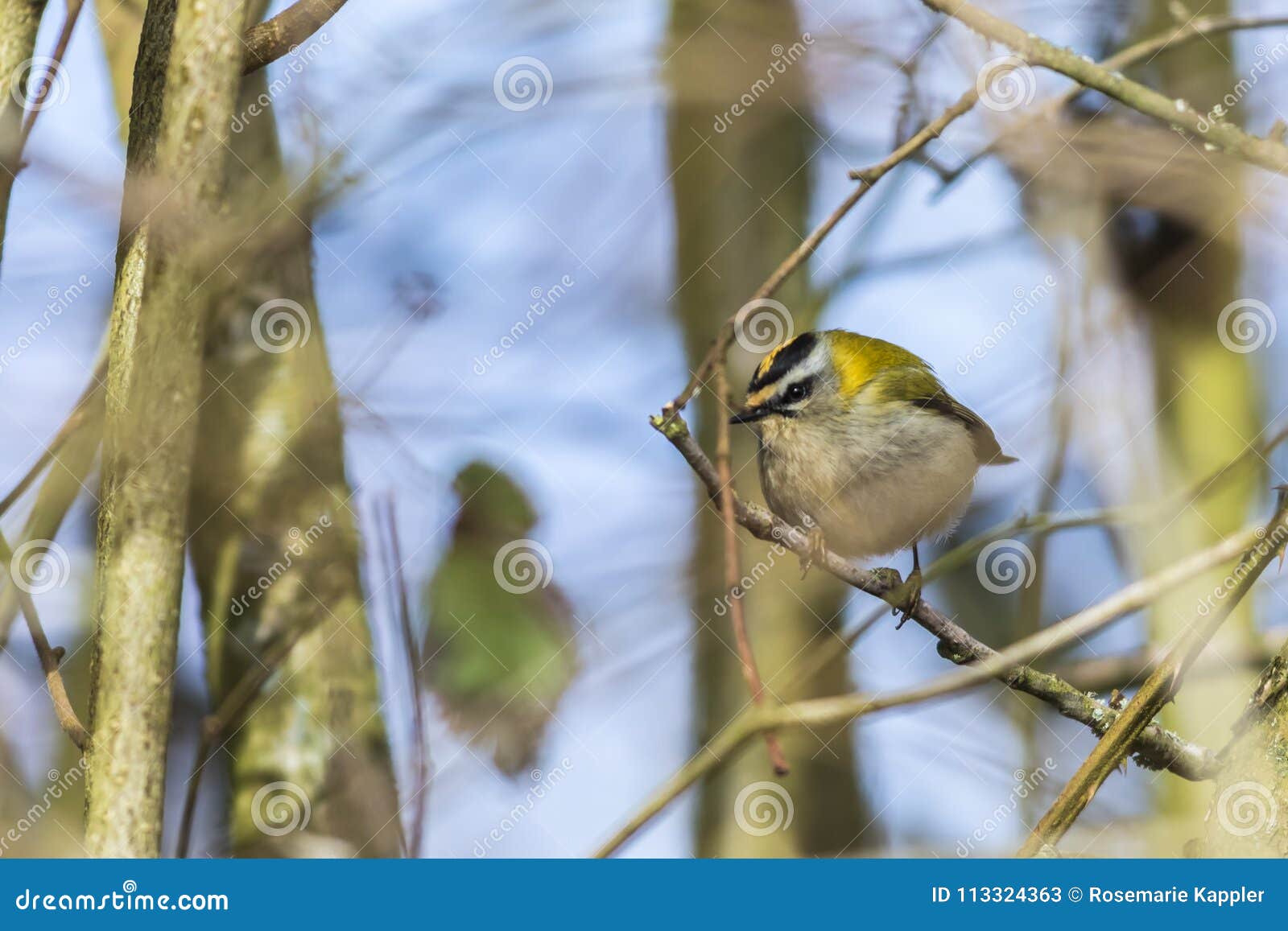 Common Firecrest Regulus Ignicapillus Stock Image - Image of nature ...