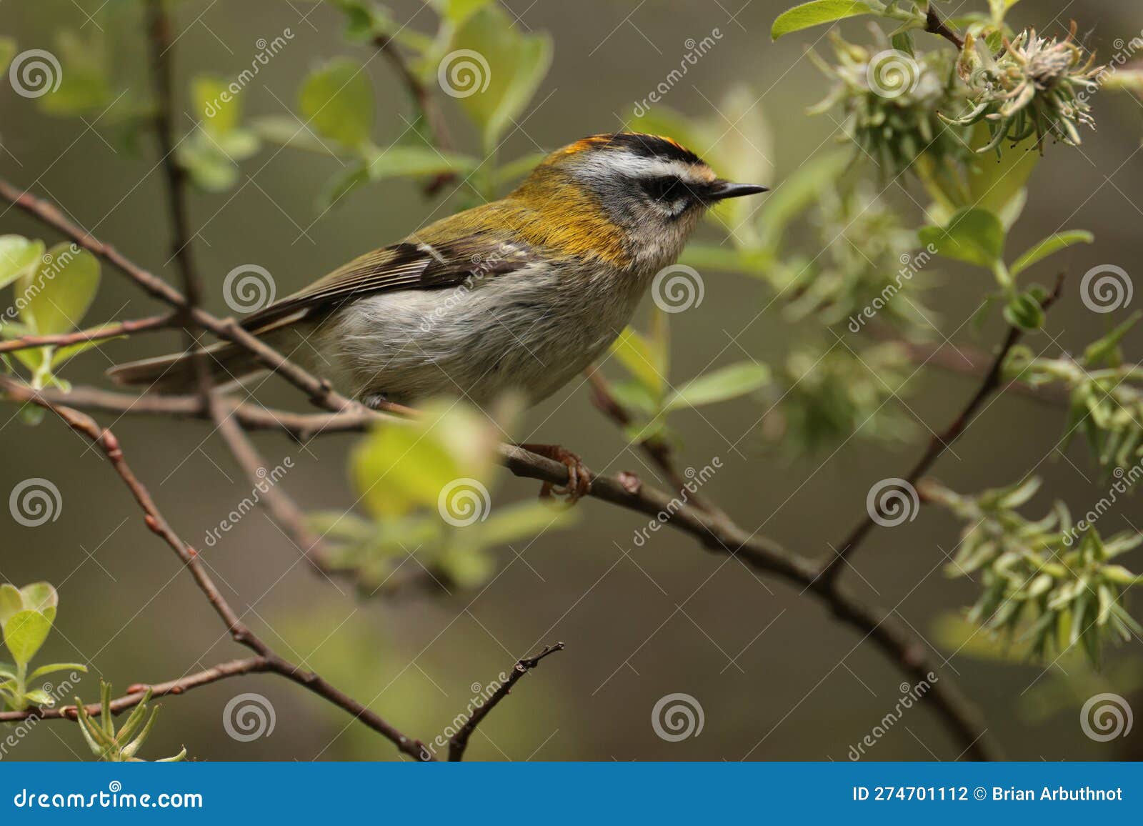 Common firecrest on tree stock photo. Image of bough - 274701112