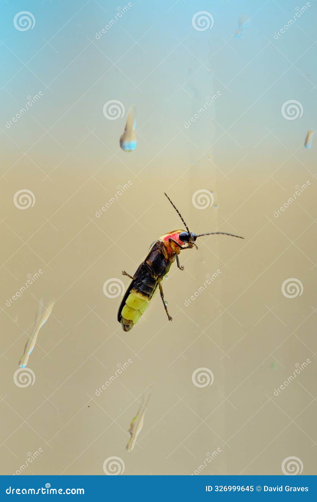 Common firefly stock image. Image of entomology, outdoor - 326999645