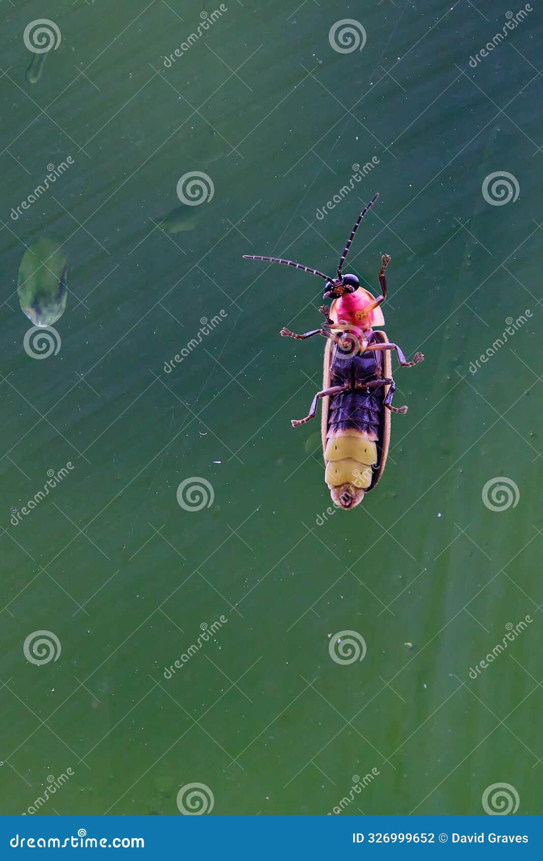 Common firefly stock photo. Image of photinus, pyralis - 326999652
