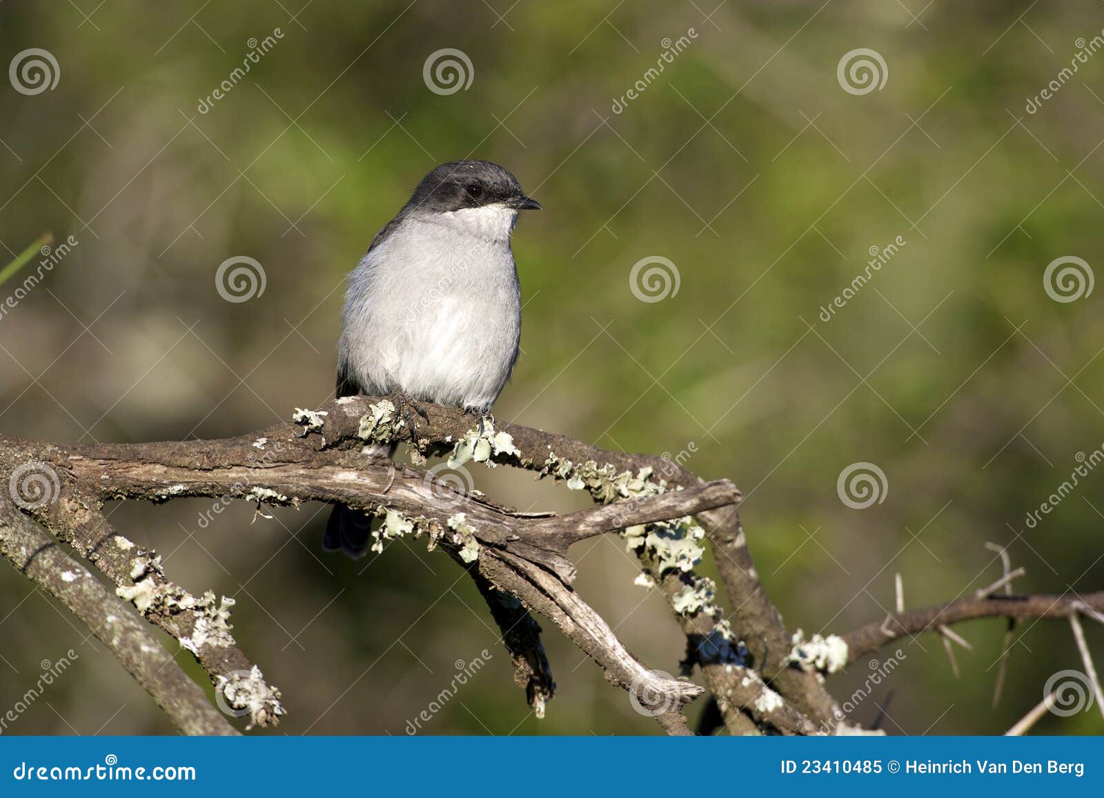 Common Fiscal stock image. Image of eastern, south, national - 23410485