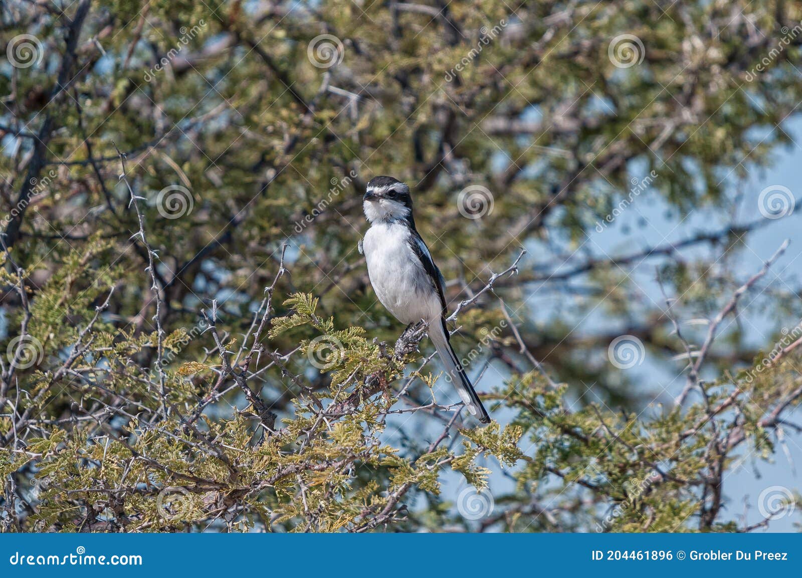 Common Fiscal, Lanius Collaris, in a Tree in Northern Namibia Stock ...
