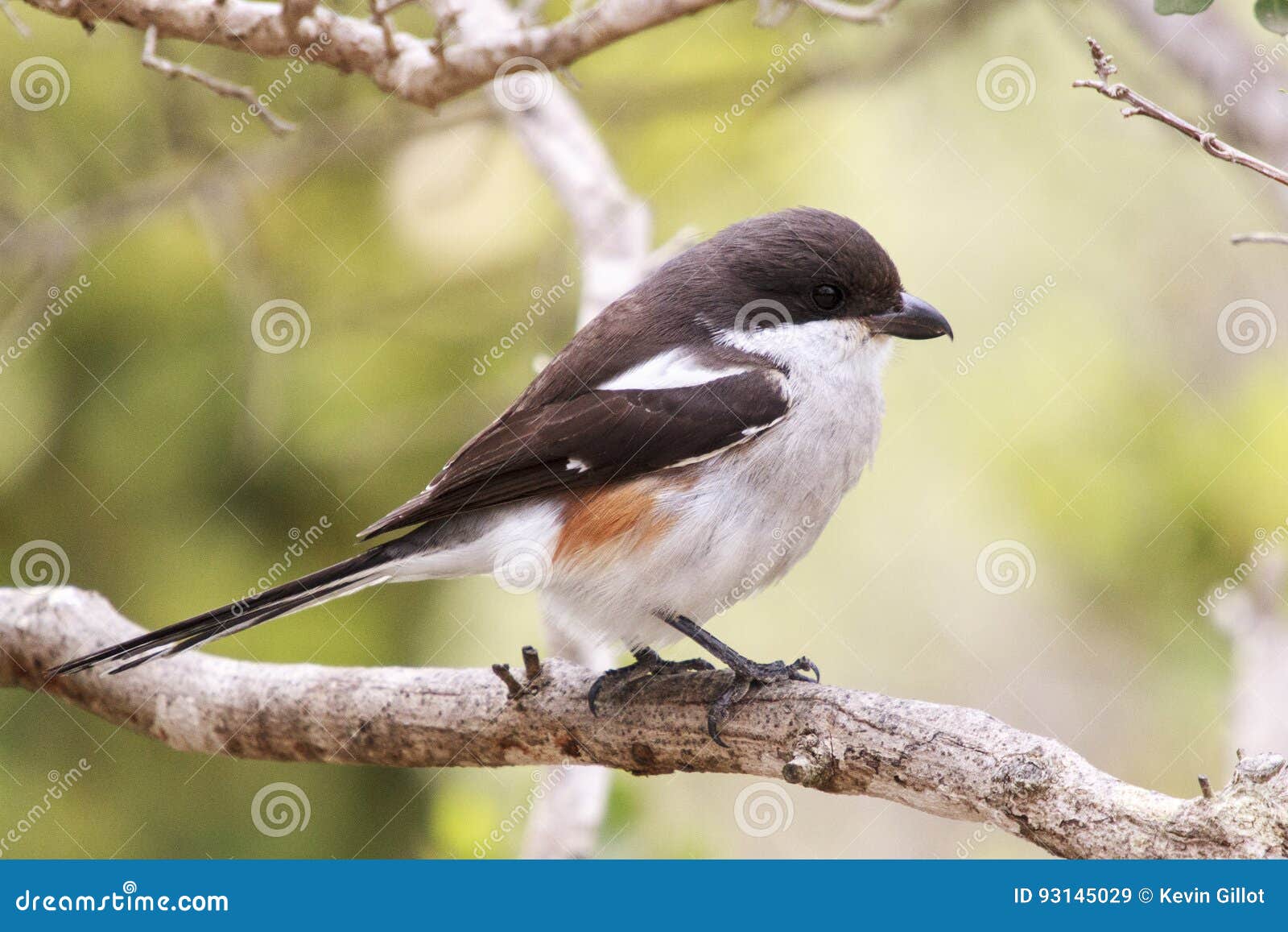 Common fiscal shrike stock image. Image of bird, common - 93145029