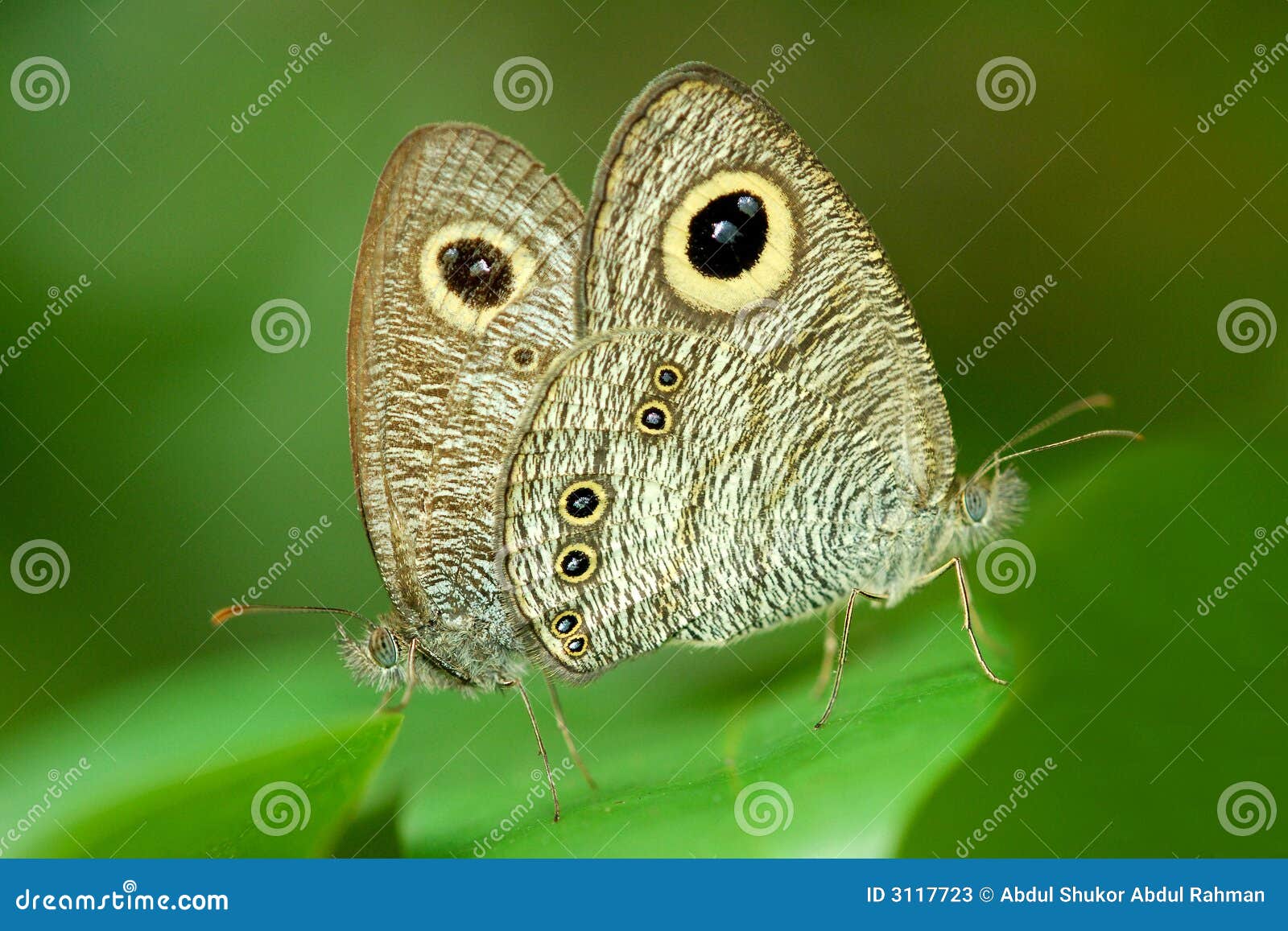 Common Five Ring Butterfly Stock Photography | CartoonDealer.com #91841582