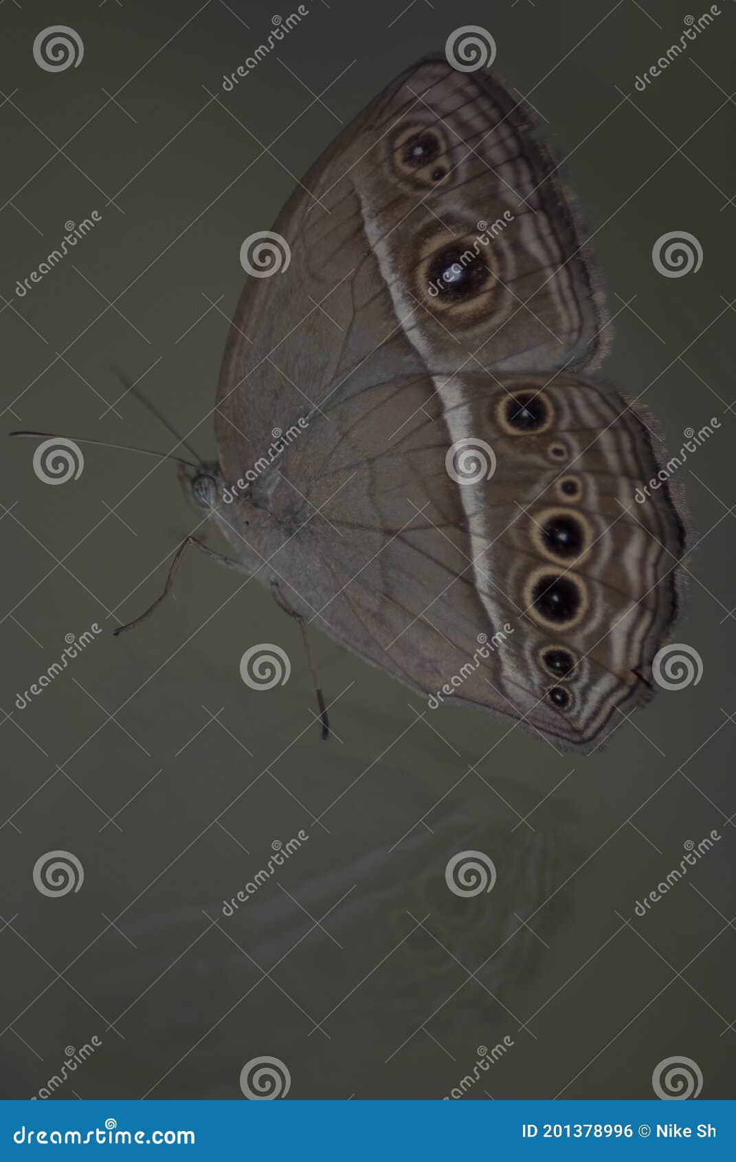 Common Five Ring butterfly stock photo. Image of beautiful - 201378996