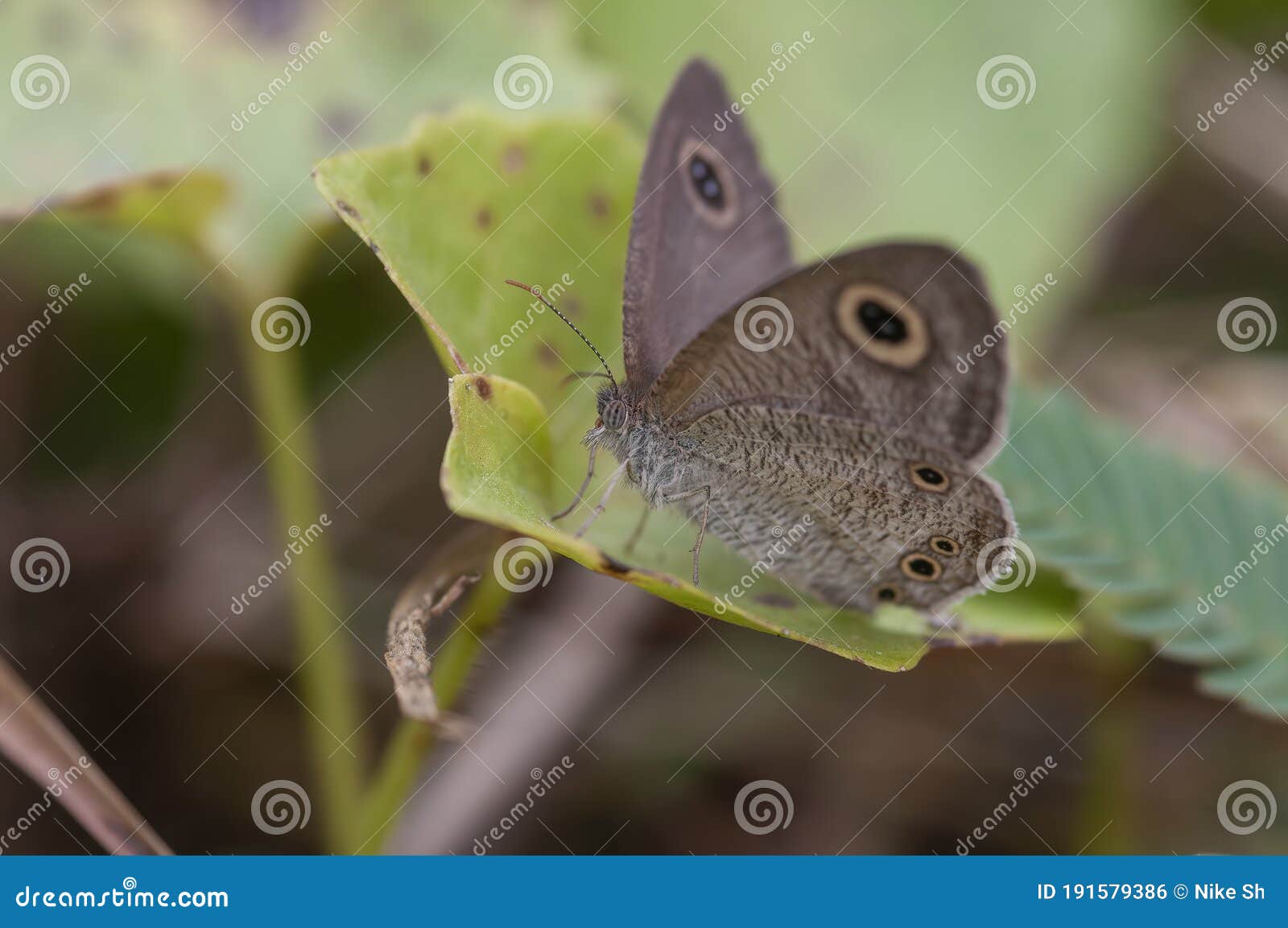 Common Five Ring butterfly stock photo. Image of nature - 191579386