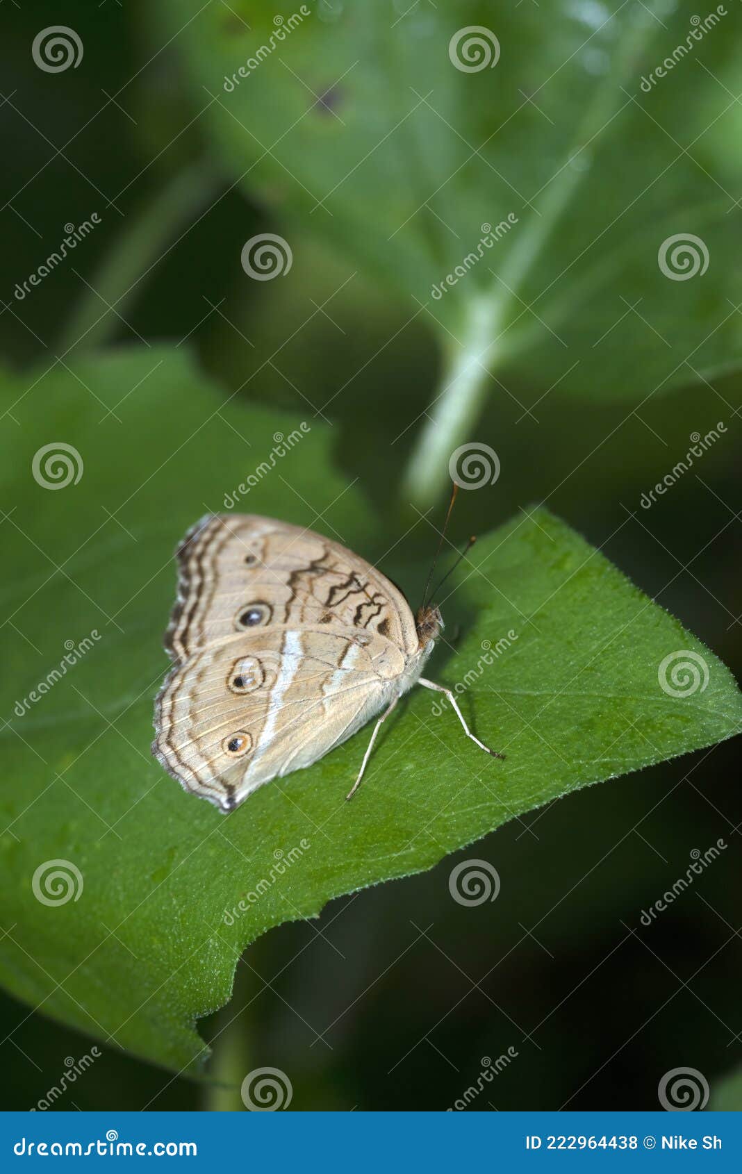 Common Five Ring Butterfly stock photo. Image of ring - 222964438