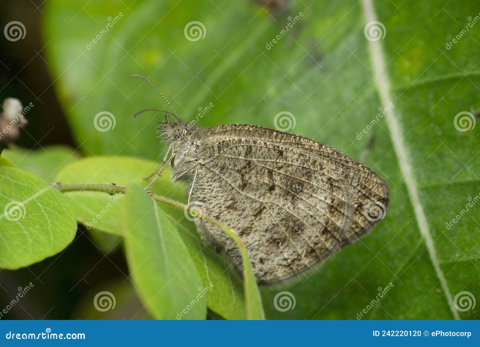 Common Five Ring Butterfly, Ypthima Baldus Winter Morph, Satara ...