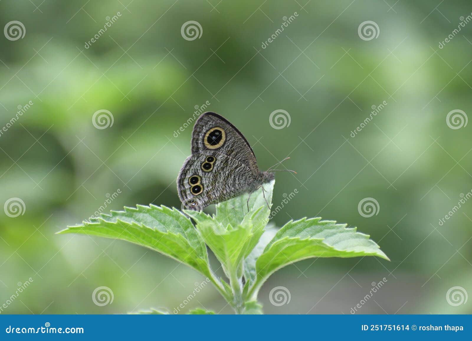 Common Five-ringInsects- Butterfly Stock Photography | CartoonDealer ...