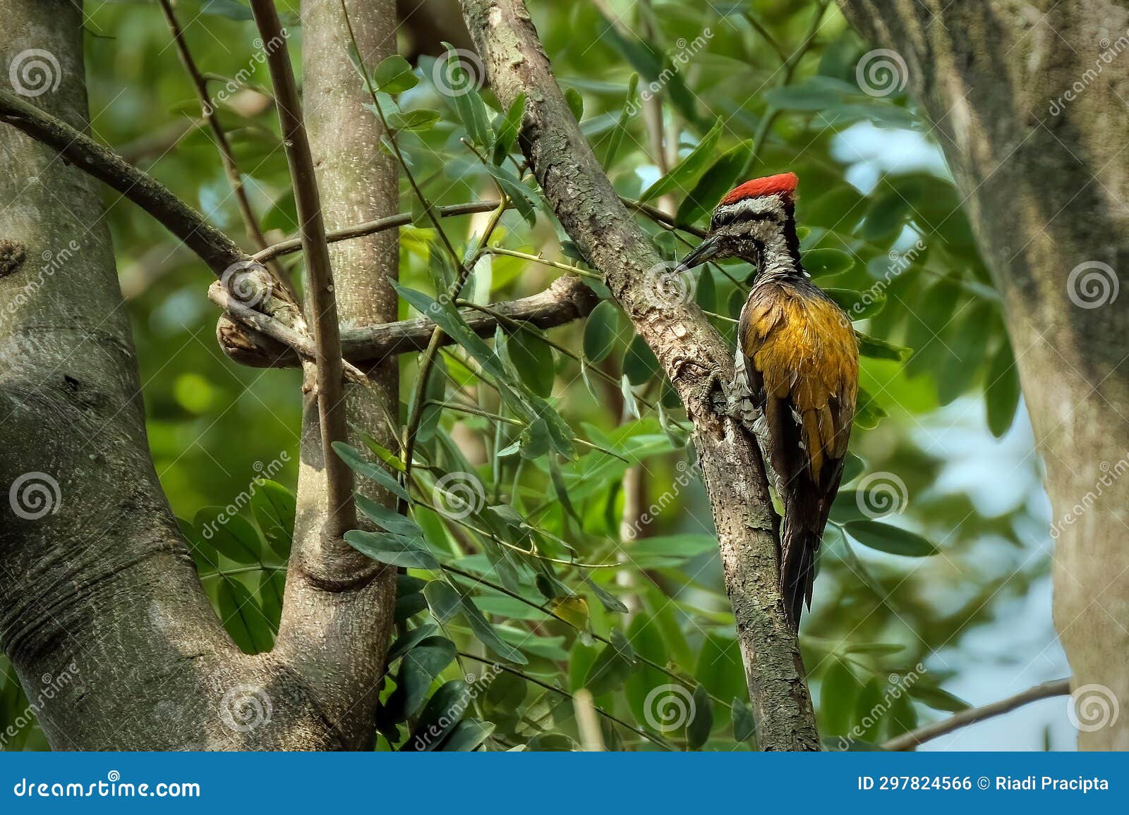 Common Flameback Dinopium Javanense Stock Photo - Image of feather ...