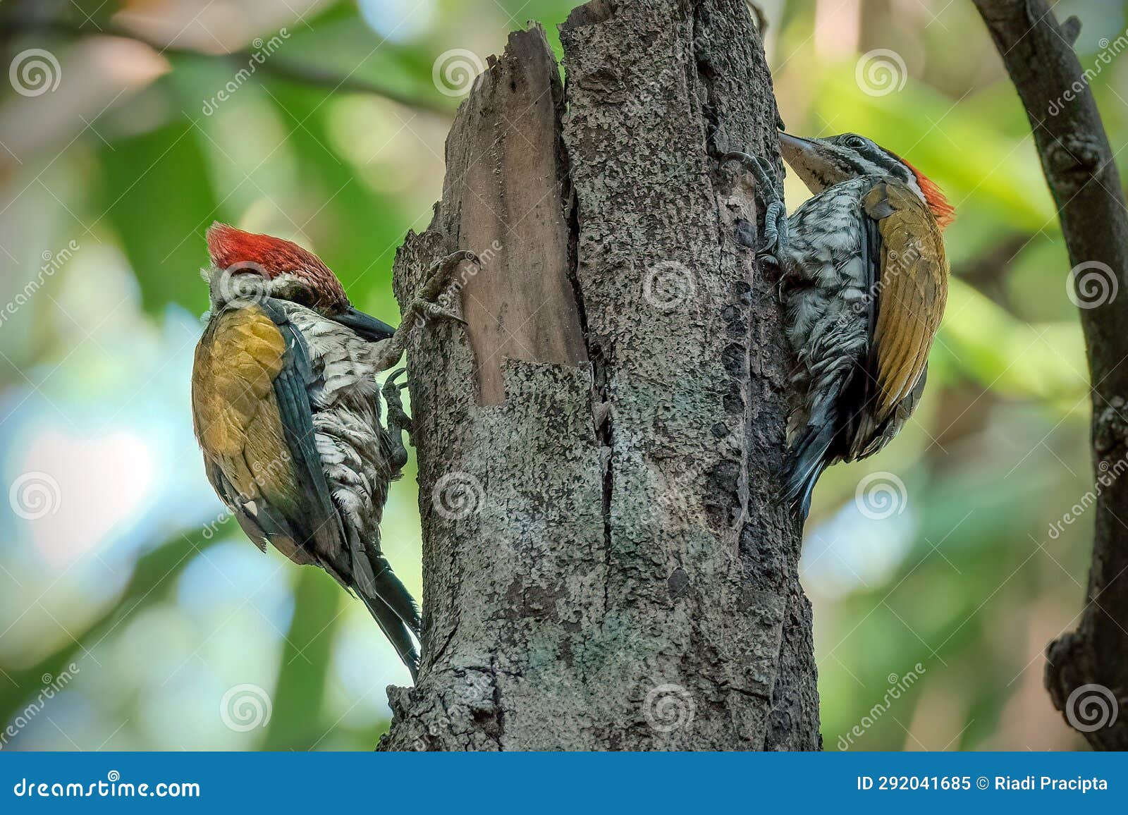The Common Flameback (Dinopium Javanense) Stock Image - Image of ...