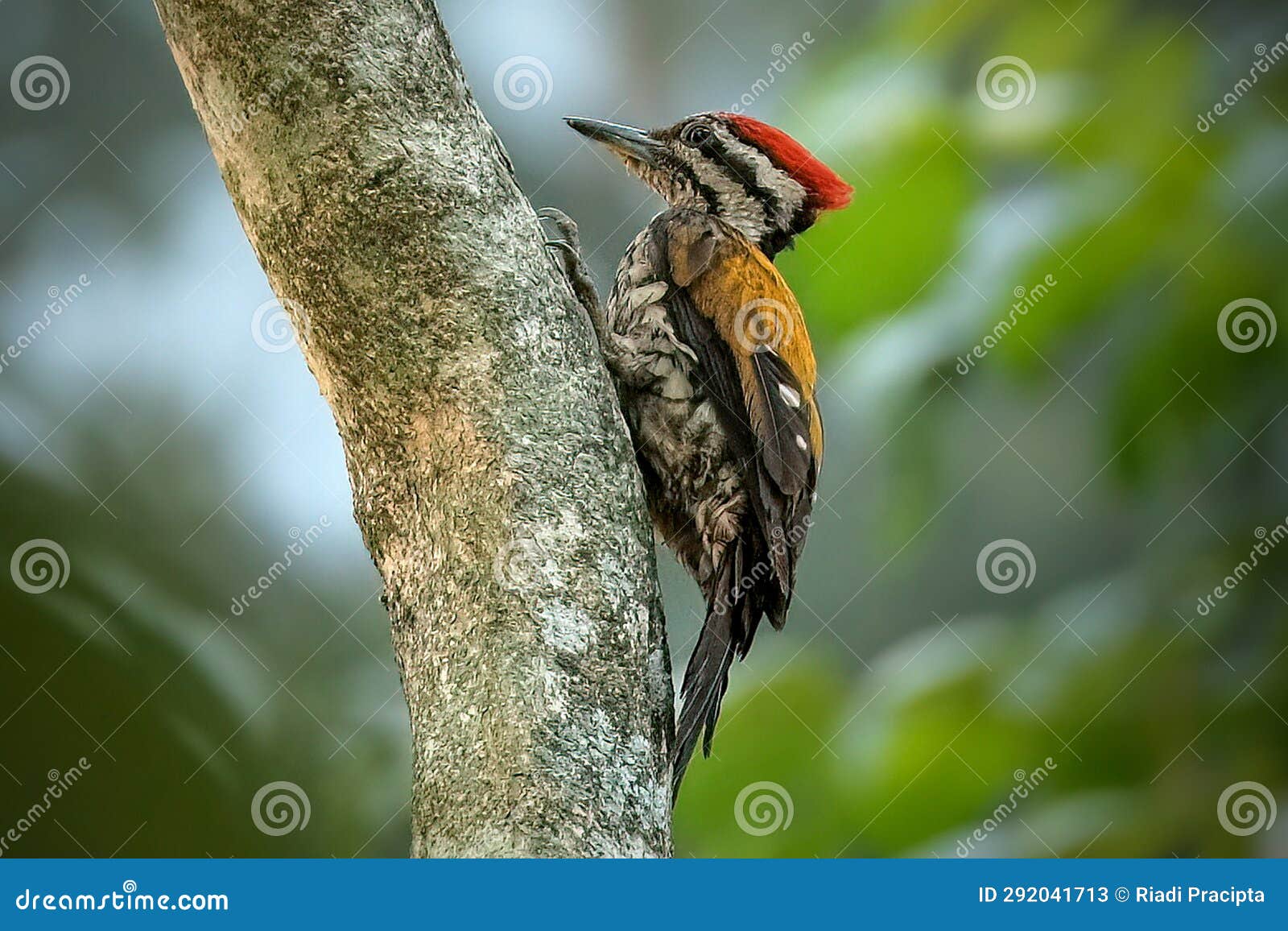The Common Flameback (Dinopium Javanense) Stock Image - Image of asia ...