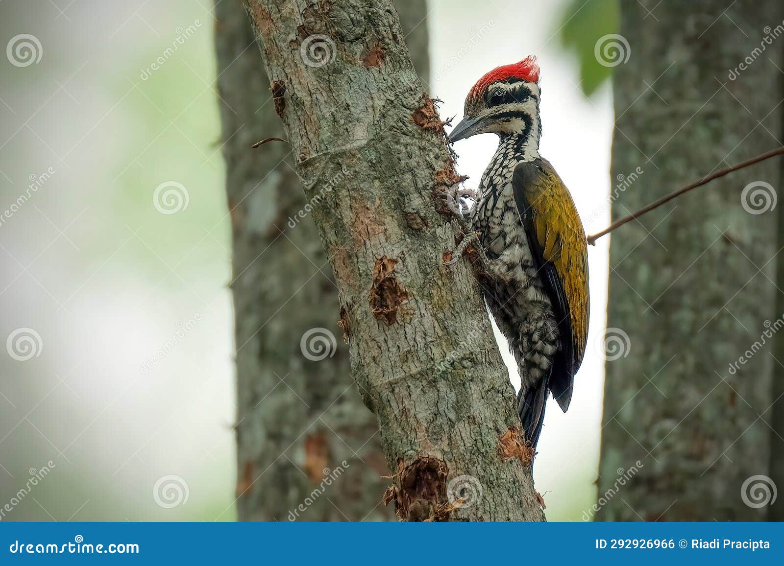 Common Flameback on a Branch Stock Photo - Image of dove, outdoor ...