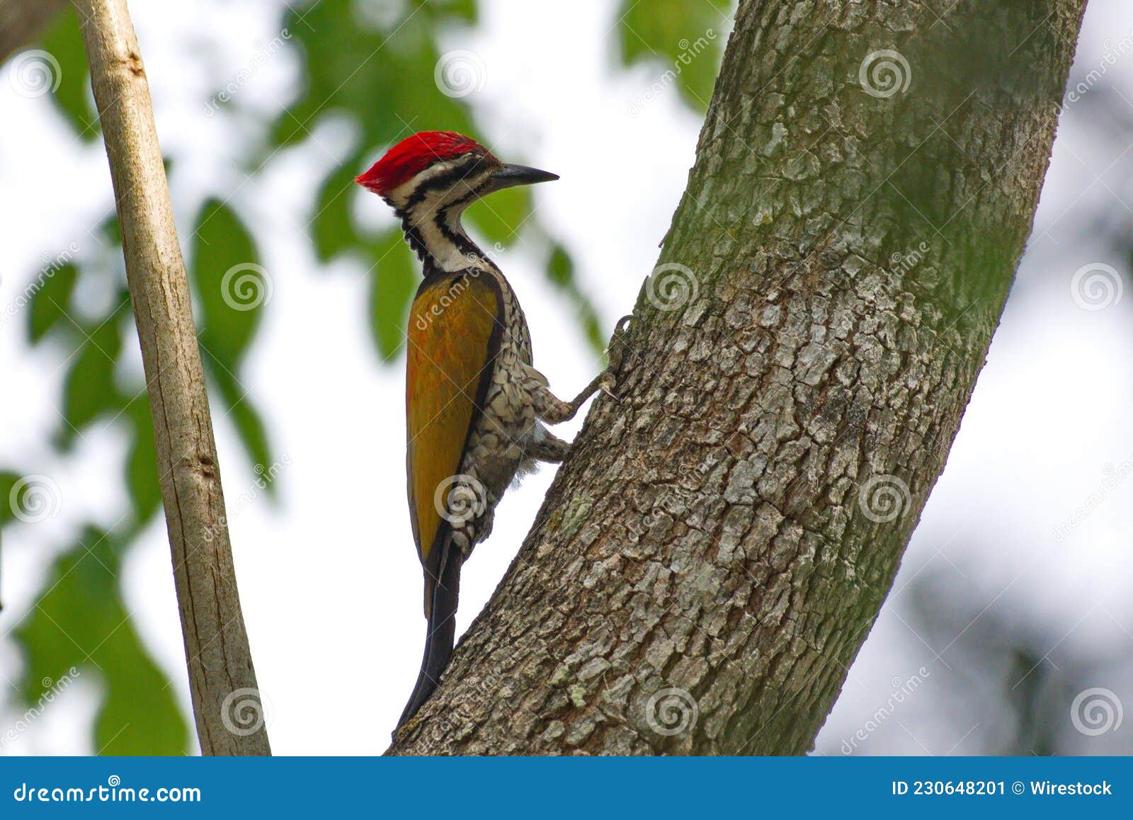 Common Flameback - Dinopium Javanense - Or Goldenback Is A Beautiful ...